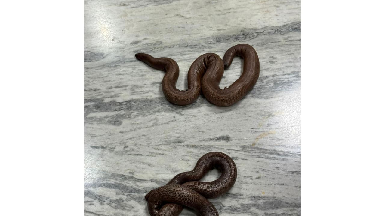 Telangana: Man arrested for illegal trading of two red sand boa snakes