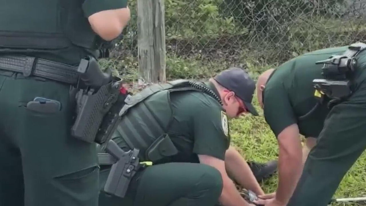 Wild alligator wrestling match: Osceola deputies capture aggressive ...