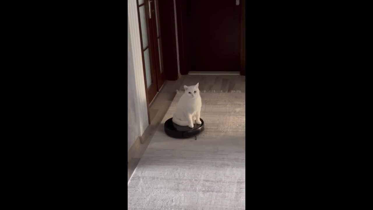 'Caught him vibing': Cat stares down owners while riding robot vacuum