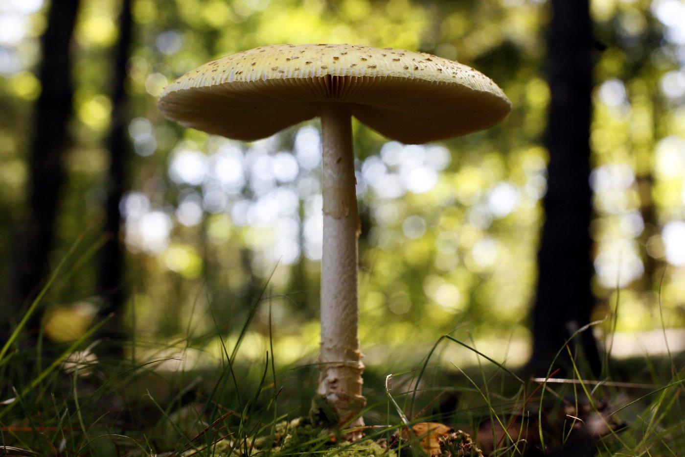 US slaps duties on fresh Canadian mushrooms over subsidy claims