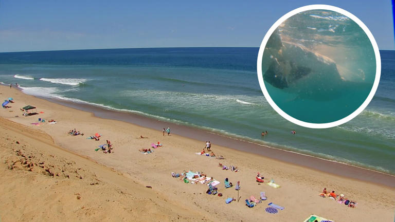 Summer of the shark? What experts say you need to know and expect this ...