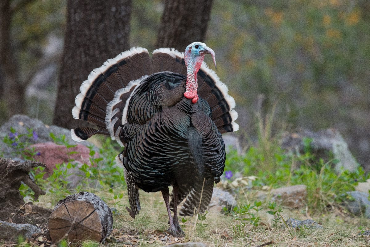 The 15 states where wild turkeys are thriving the most