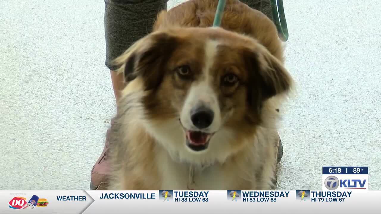 Rescue dogs paired with East Texas veterans through SPCA program