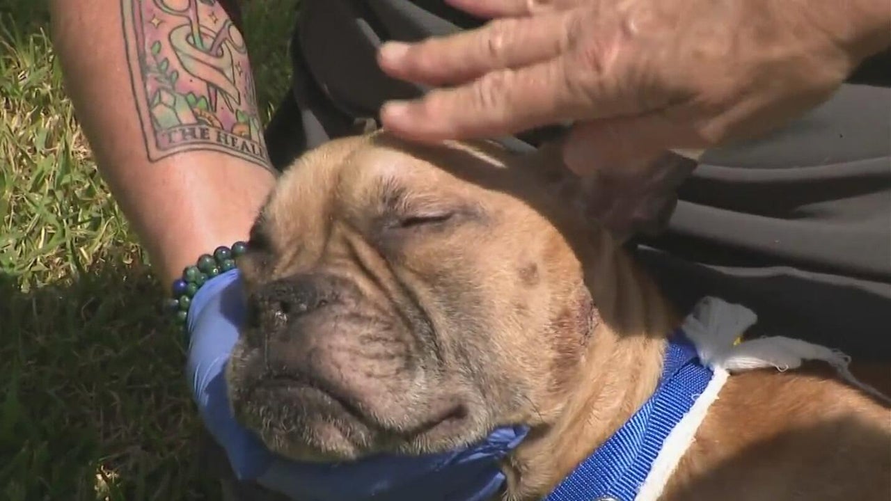 Meet Miracle: A dog found starving and injured behind Fort Lauderdale ...
