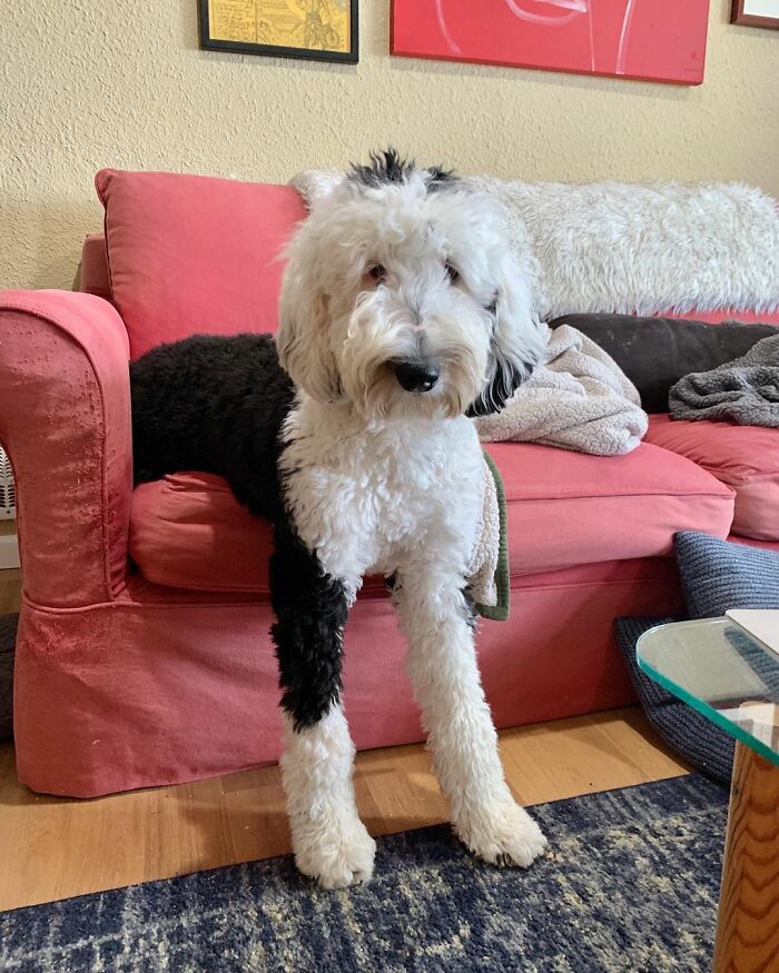 Explaining cellphones to my talking dog