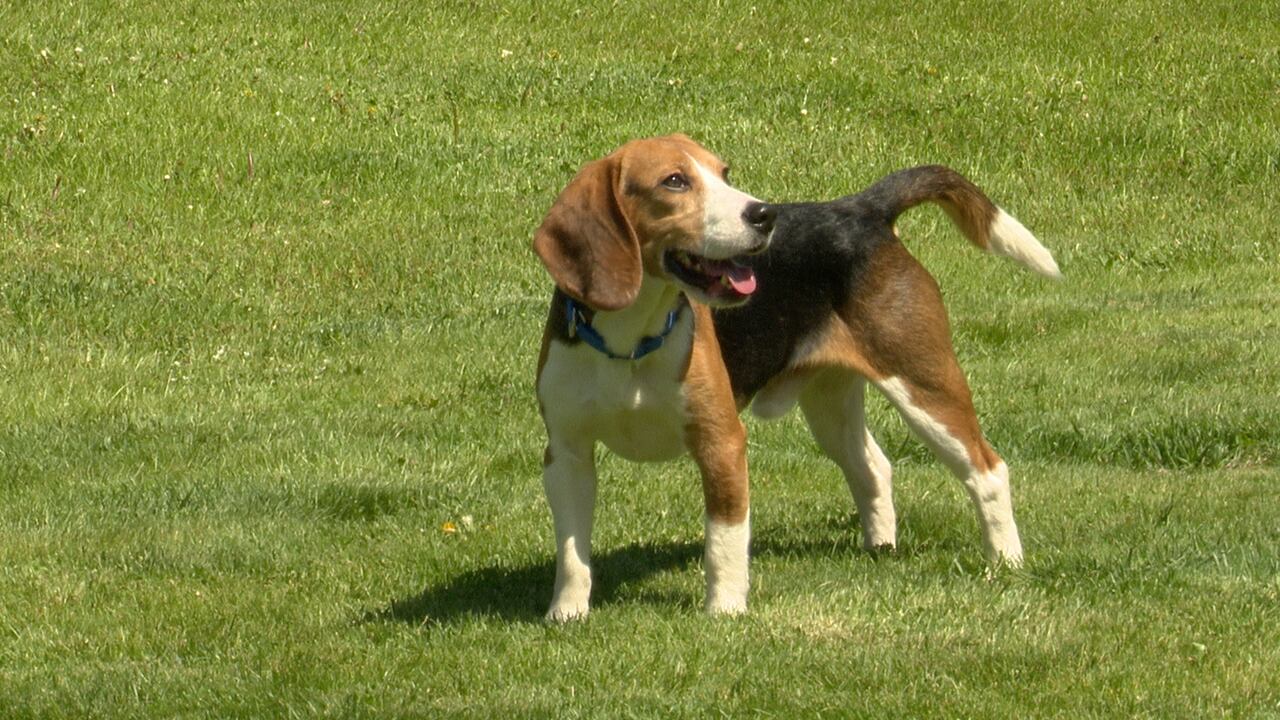 Rescued Ridglan Farms beagle finds forever home in northeast Wisconsin