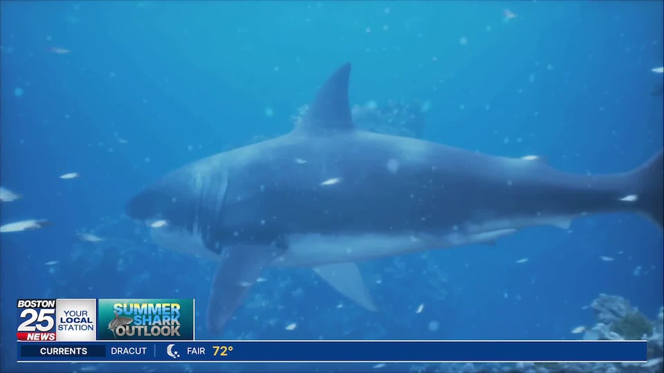 Summer of the shark? What experts say you need to know and expect this ...