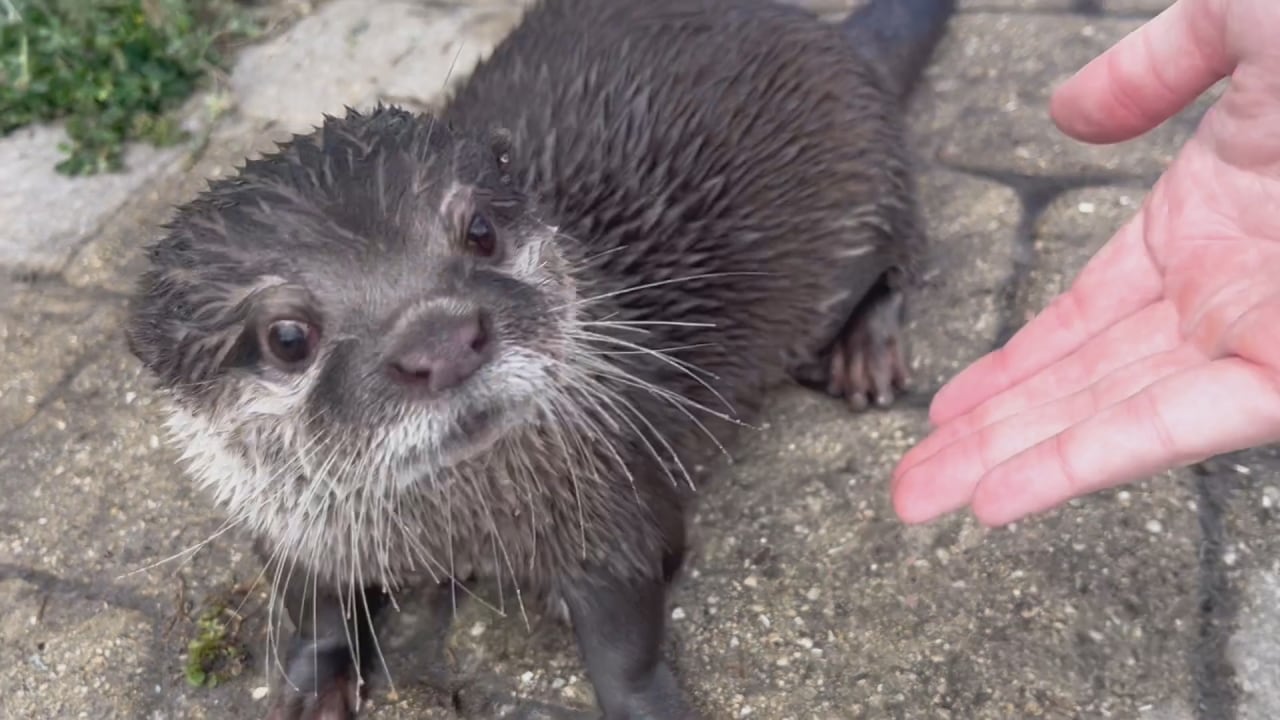Meet Splash: The search and rescue cadaver otter