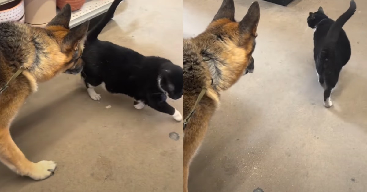 Rescue dog who had a cat sibling in previous home bonds with feline