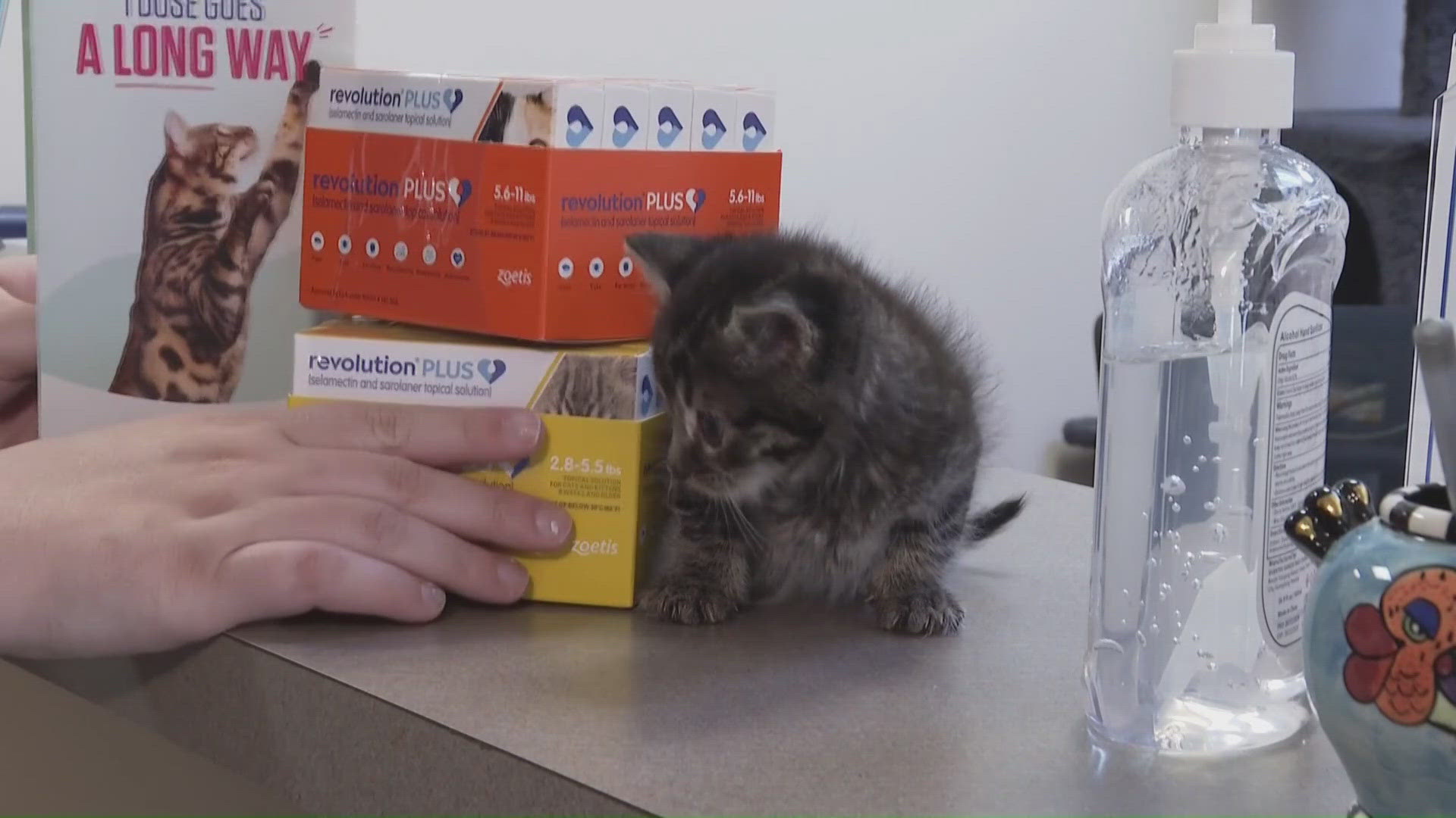 Arkansas vets warn of approaching bobcat fever season