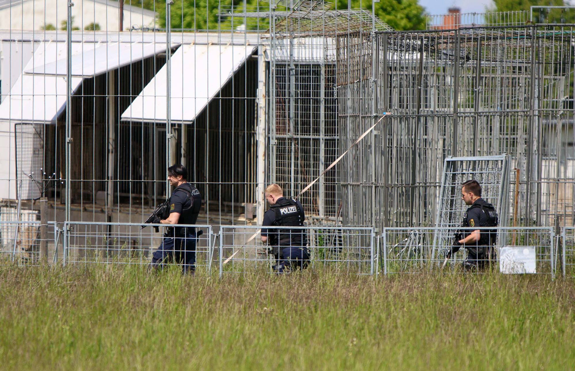 German police kill escaped tiger after handler mauled