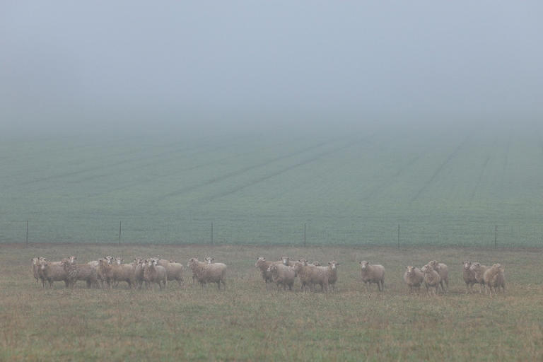 Australia's farmers, hit by Iran war costs and dry weather, grow less wheat