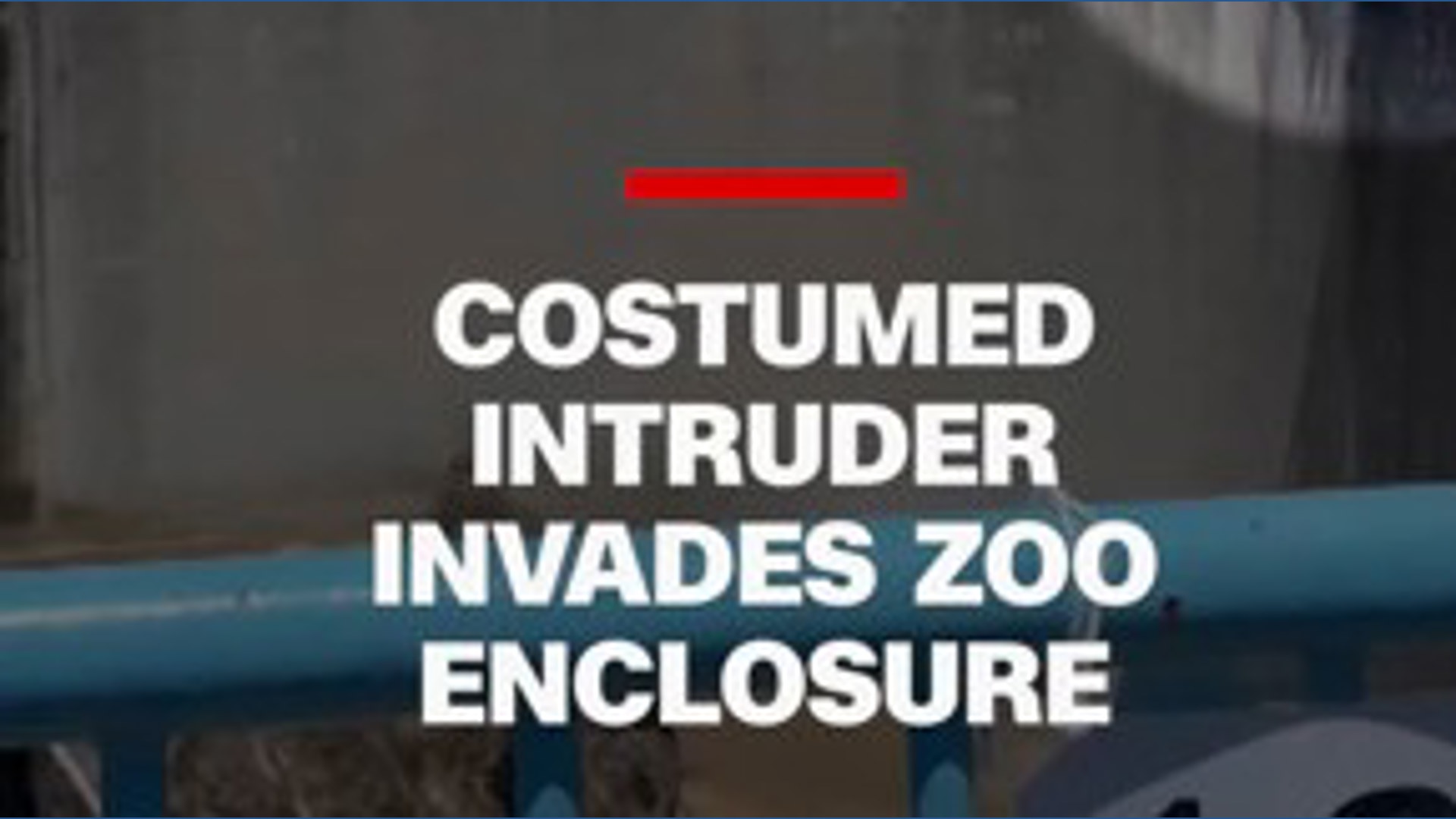Costumed intruder climbs into enclosure of Punch the monkey