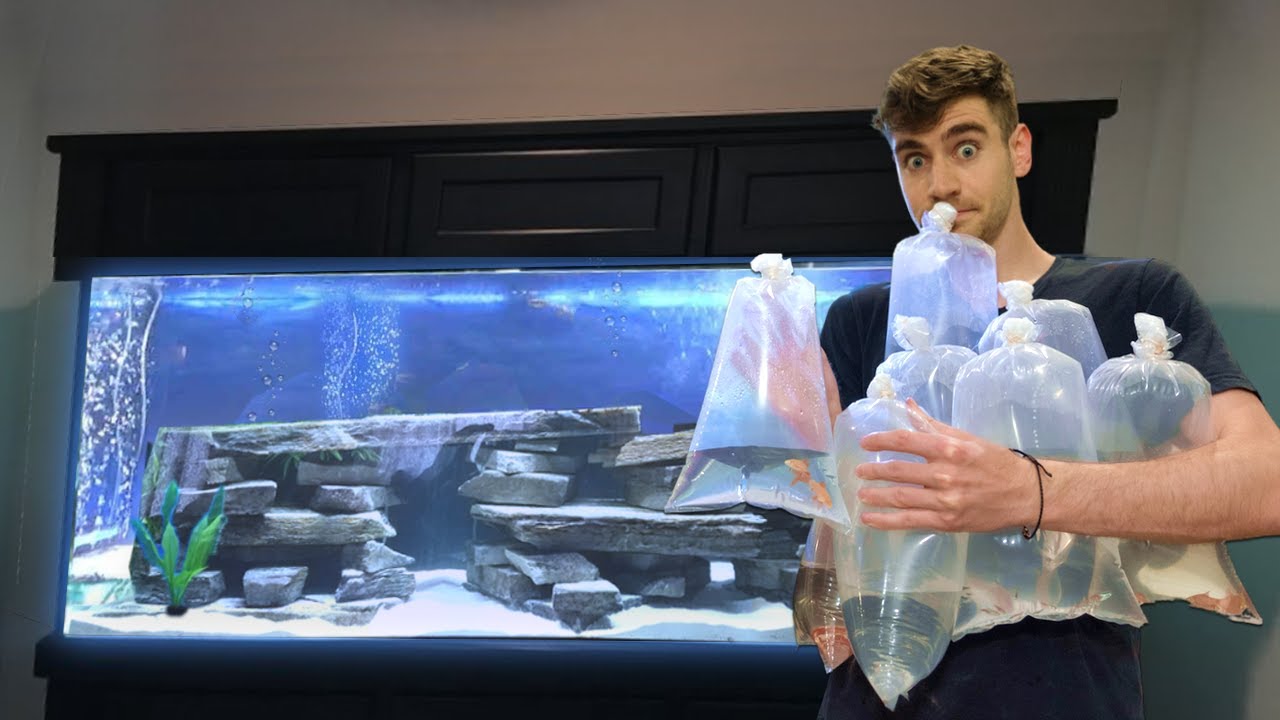 Buying new fish for aquarium!