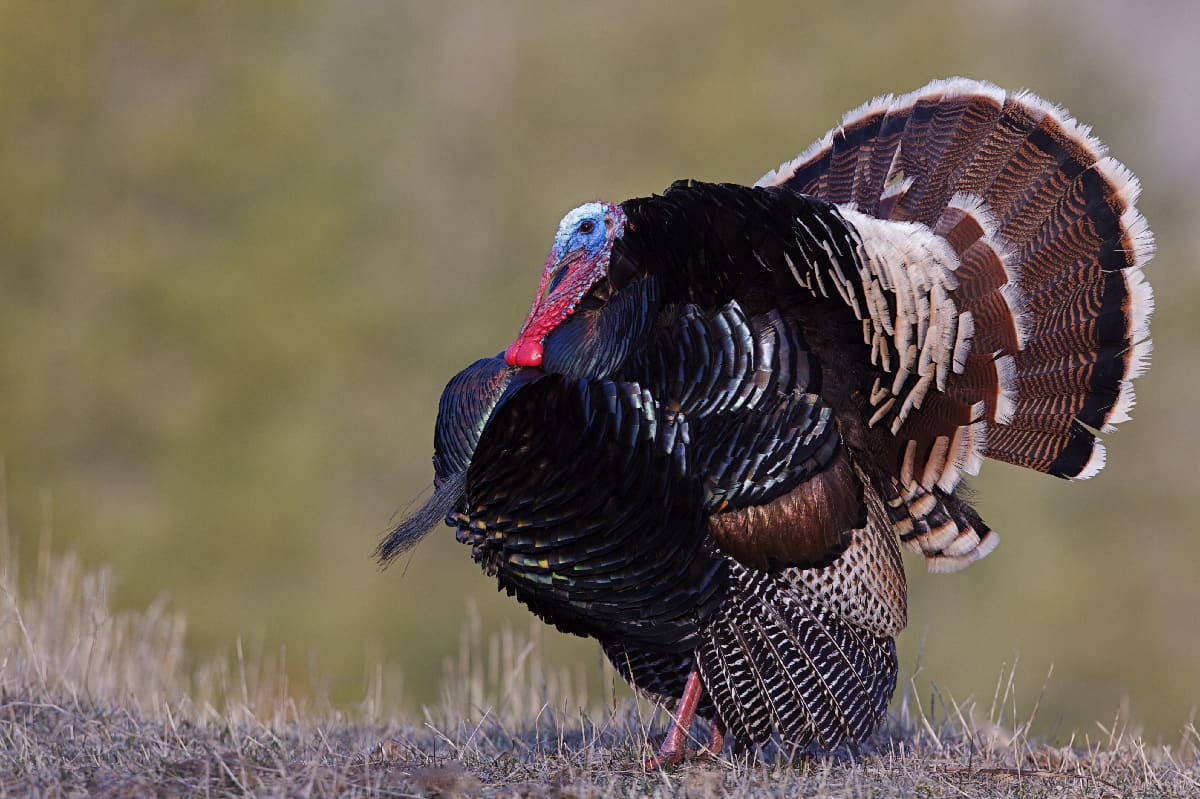 The 15 states where wild turkeys are thriving the most