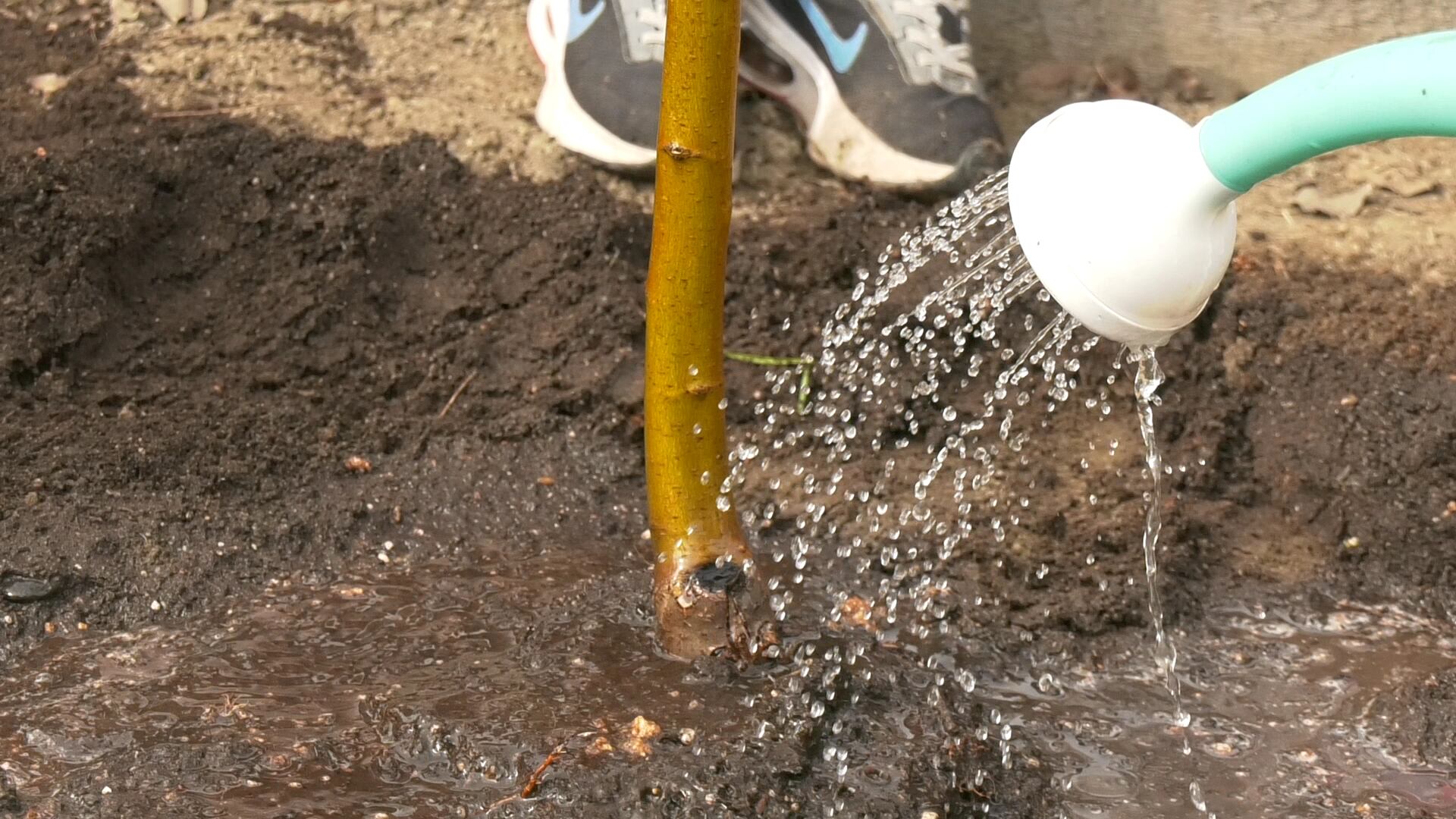Fairbanks group celebrates Arbor Day with tree-planting ceremony