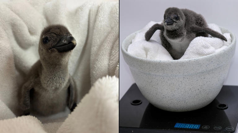 African penguin chick hatches at Hyatt Regency Maui