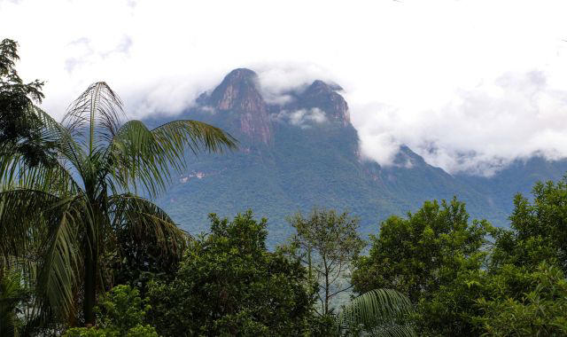 Brazil's Atlantic Forest reaches historic milestone after decades of ...