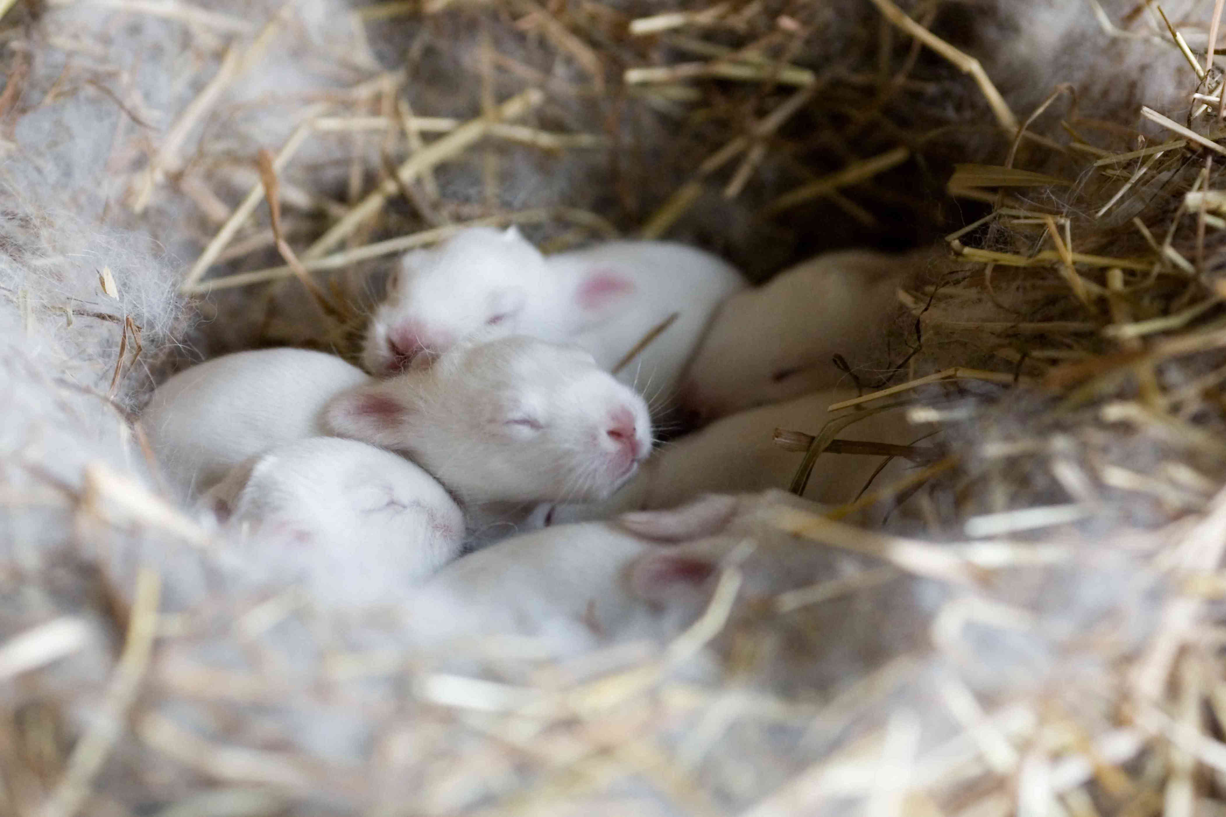 What should you do if you find a rabbit nest in your yard?
