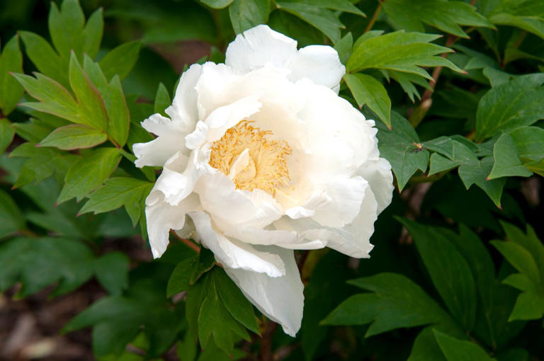 These 9 peony colors will stun neighbors and instantly upgrade your ...