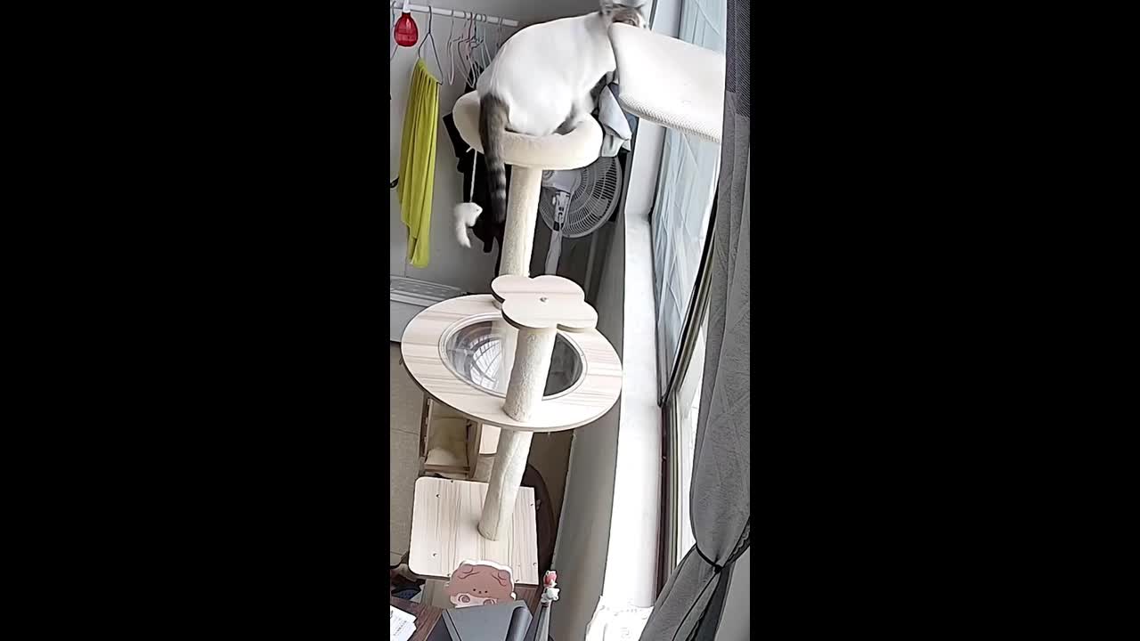 Cat slips while jumping between platforms on cat tree in Guangdong, China