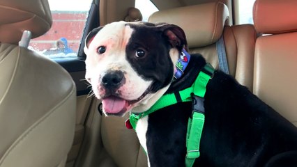 Pittie can't stop smiling once he's out of the shelter