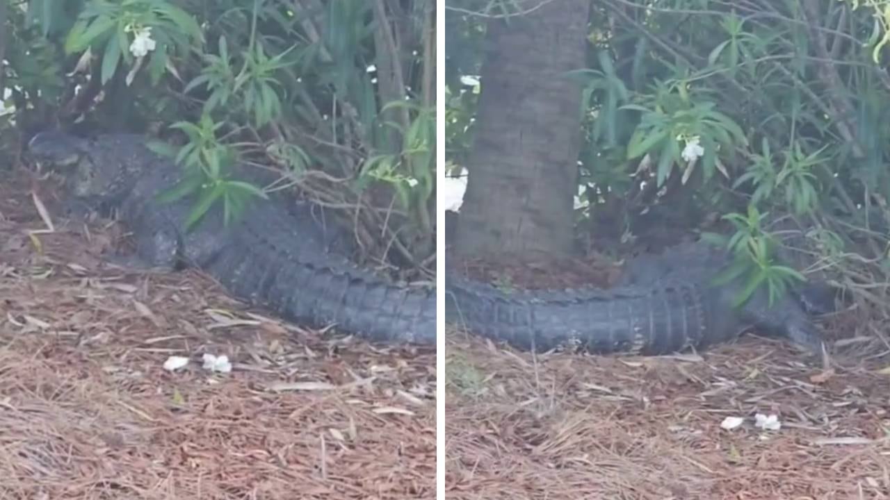 Surprise! 11-foot gator found underneath car at coastal Georgia hotel