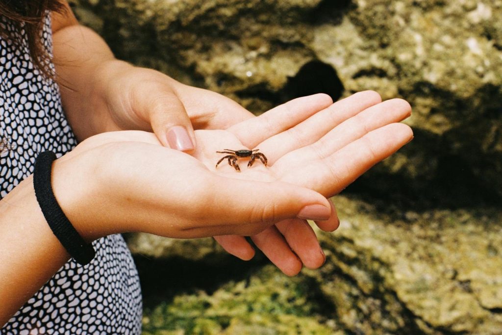 Why tiny crustaceans are making big news in ocean science