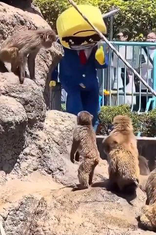 American tourist arrested for climbing into enclosure of viral star ...
