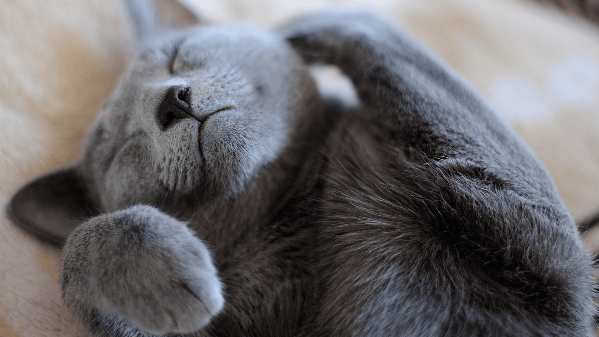 La razón por la que tu gato se sienta siempre en tu lugar: no es ...