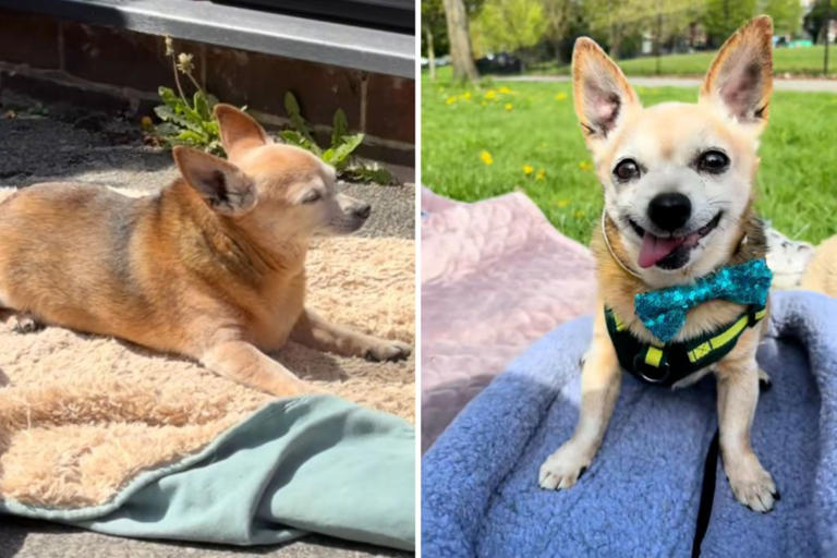 Dog rescued at 13 after 'years of neglect'—months later he's unrecognizable