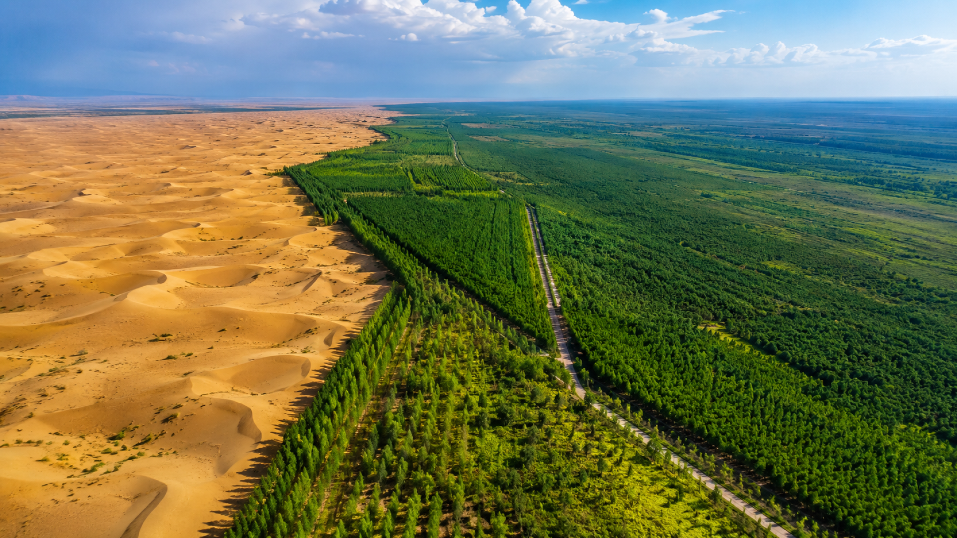China's $56 billion forest wall, 100 billion trees planted to defeat ...