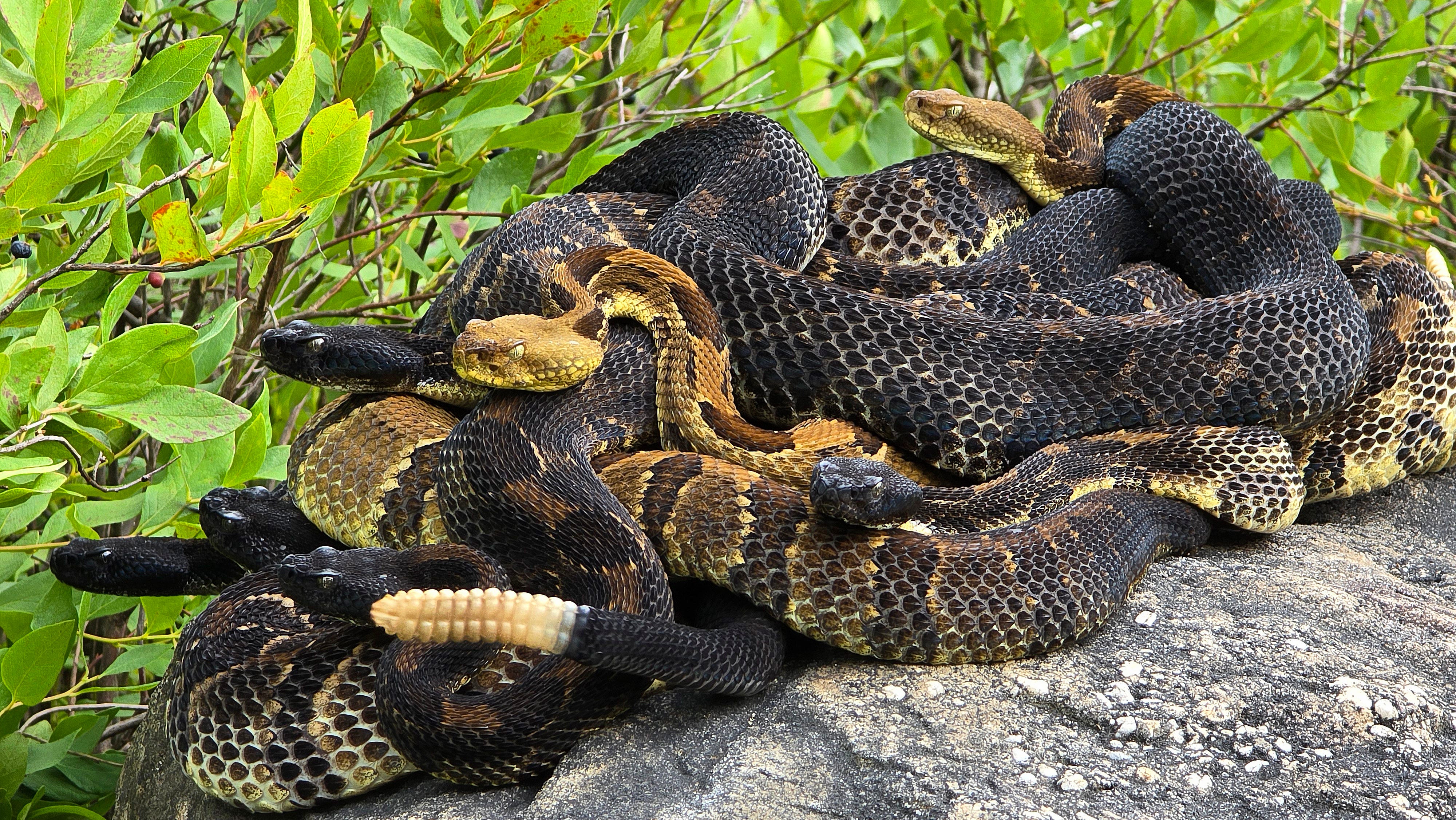 Most venomous snakes in PA; what to look for before your next hike