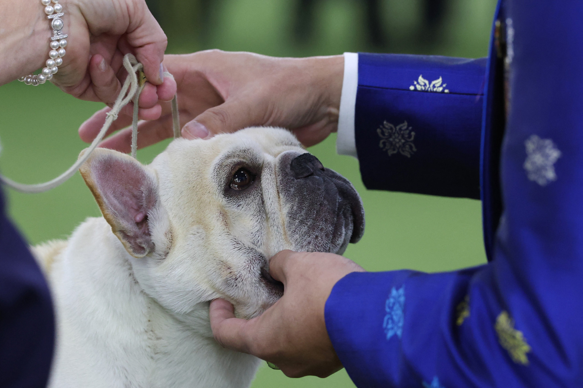 The most expensive dog breeds in the world