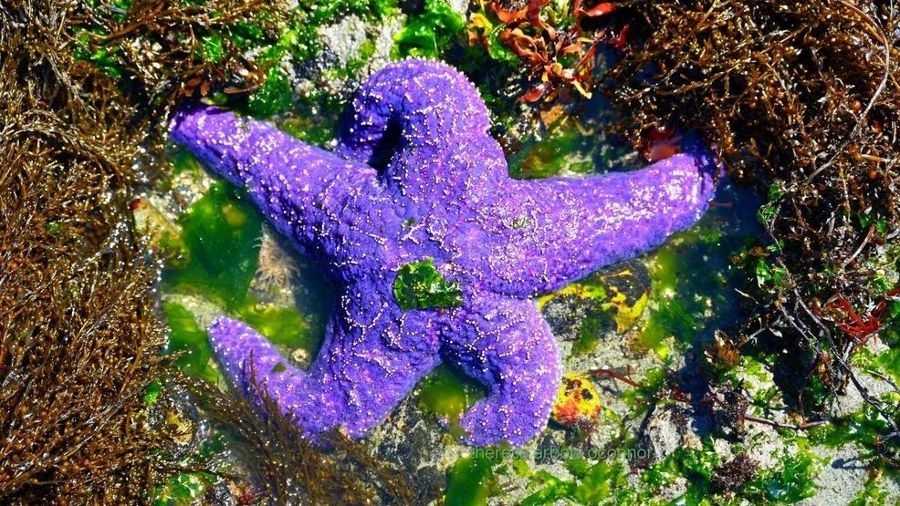 Enjoy sea life? Next few afternoons to bring some of the lowest tides ...