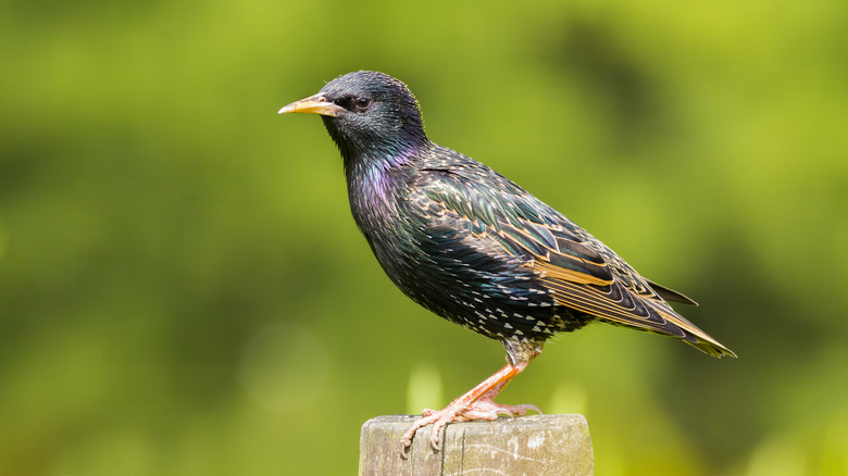 How to keep your bird feeders starling-free for good