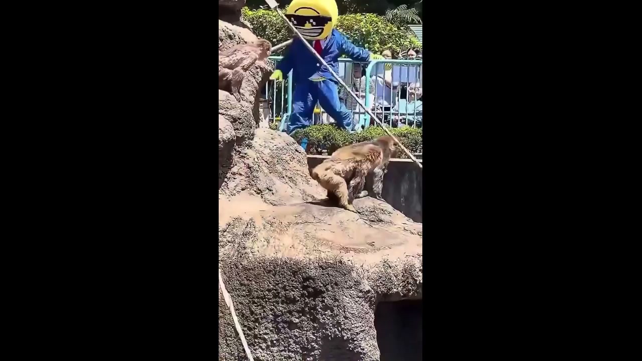 Americans busted after invading Punch The Monkey’s enclosure