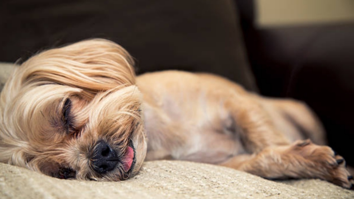Do you sleep with your dog? 9 risks many owners don't consider ...