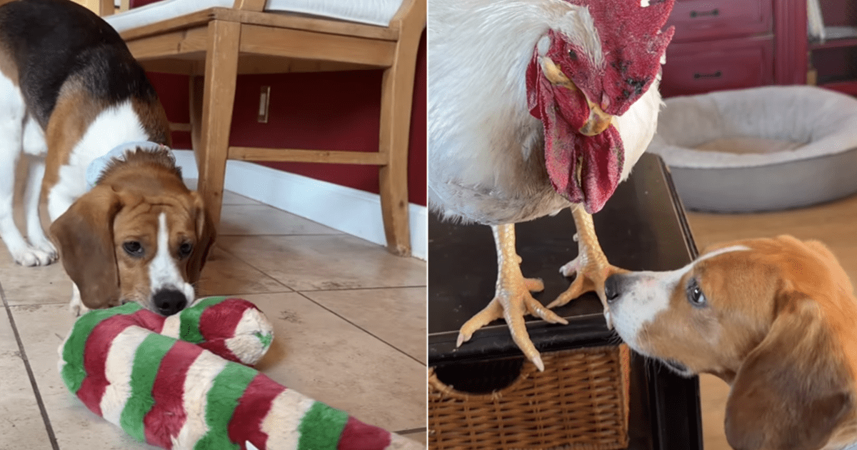Rescue dog released from cage finds joy in the real world
