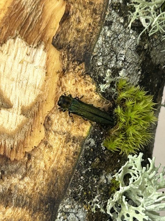 Emerald ash borer spotted early in Oregon due to warm winter