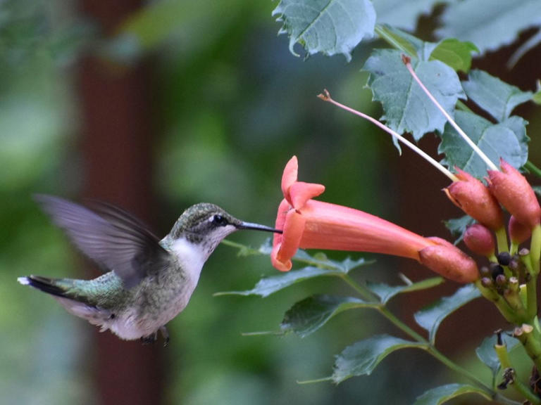Ask the experts: Hummingbird behavior explained