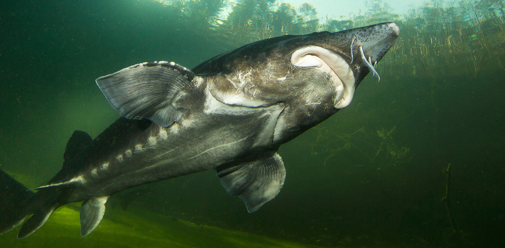 Unstoppable invaders: The monster fish swarming American waters