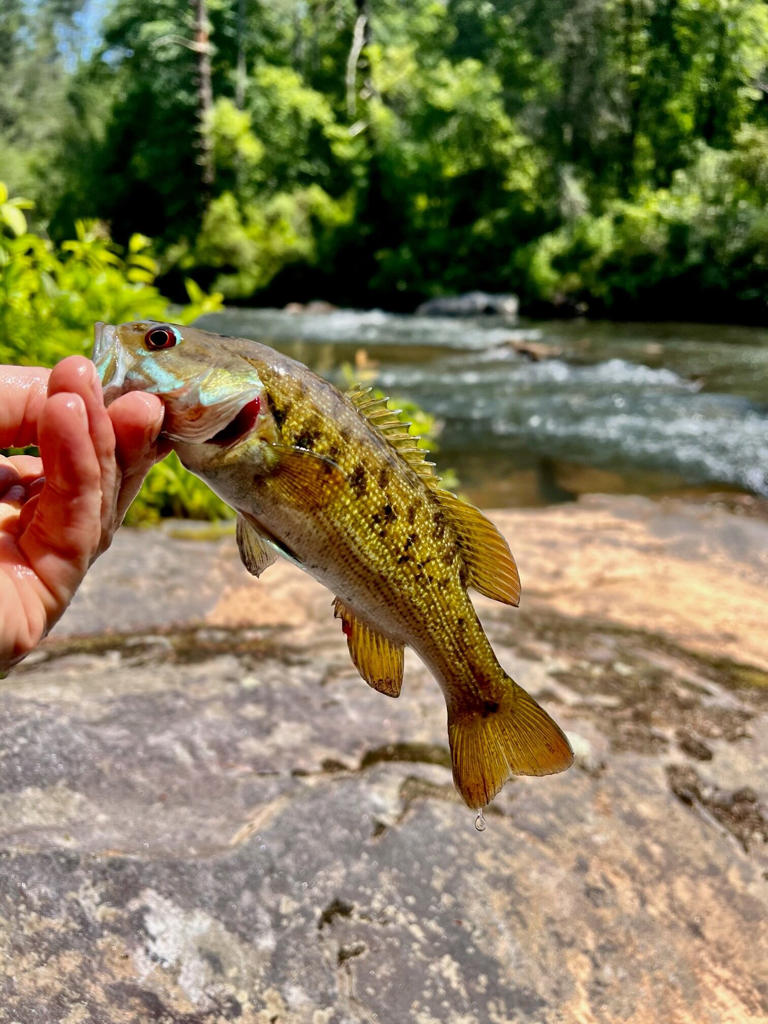 2026 Georgia DNR Bass Slam: Are you up for the challenge?