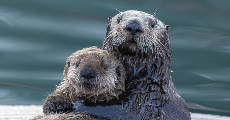 This creepy Alaska legend about otters is seriously unsettling
