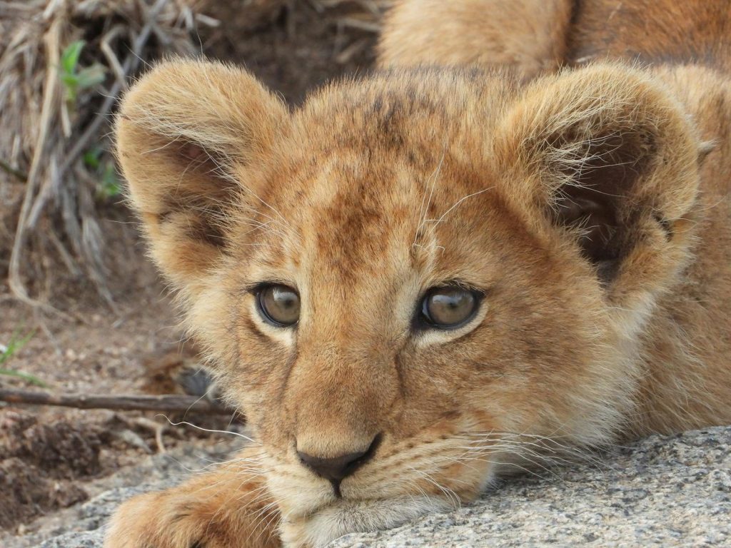 Cute animals that are actually quite dangerous
