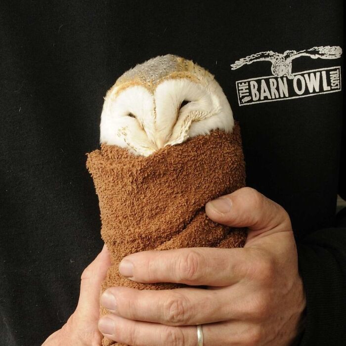 35 new pics of owls being annoyed by vets swaddling them in towels