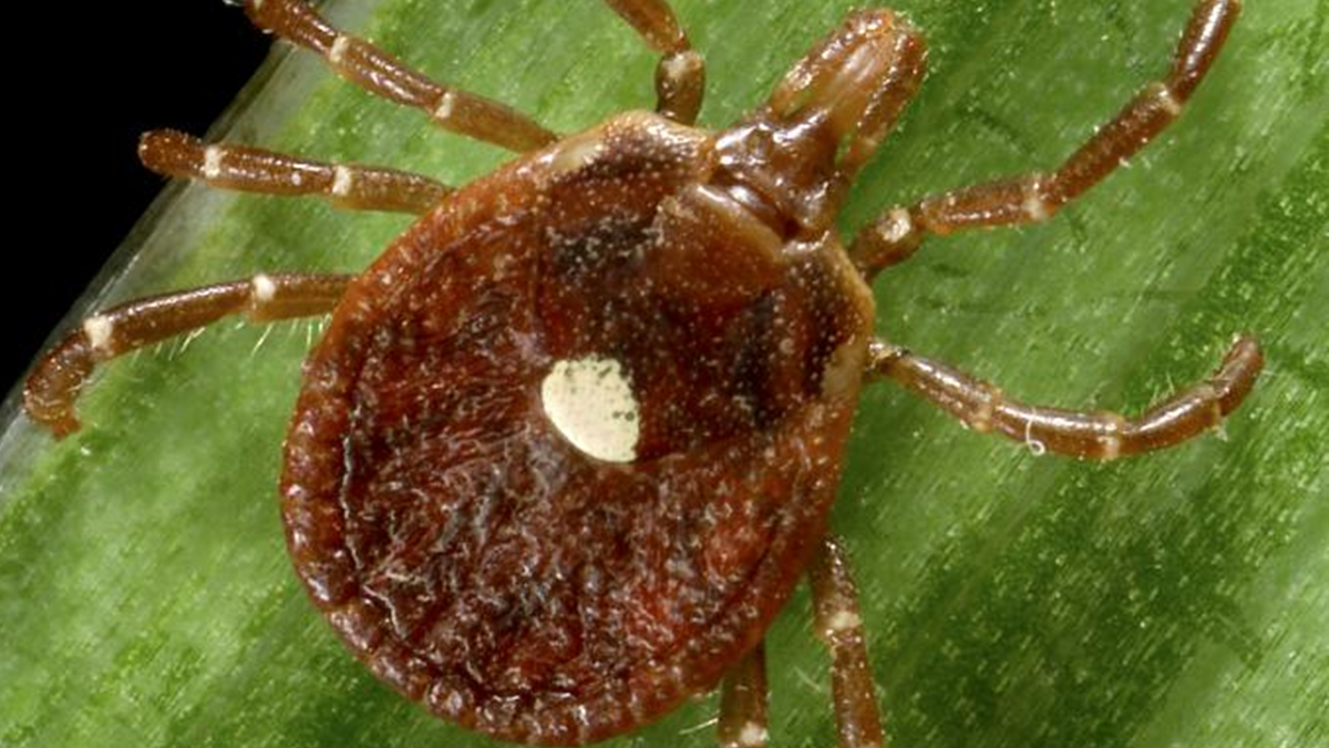 Tick season could be worst in decades. Protect yourself, pets in Florida