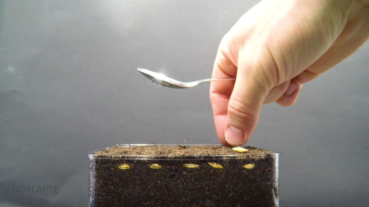 Growing barley in mesmerizing time lapse
