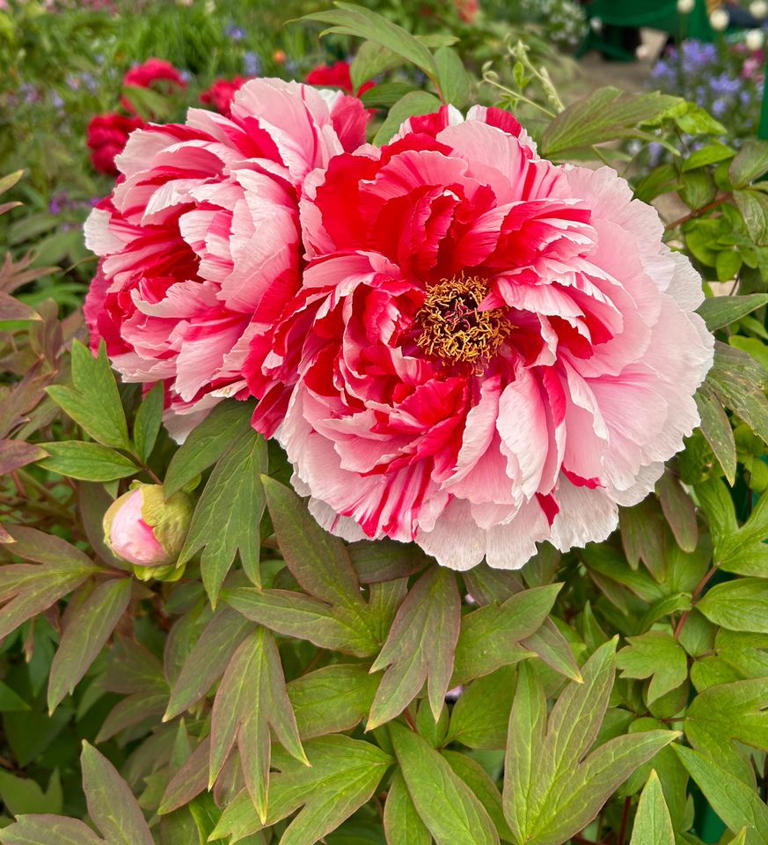 These 9 peony colors will stun neighbors and instantly upgrade your ...