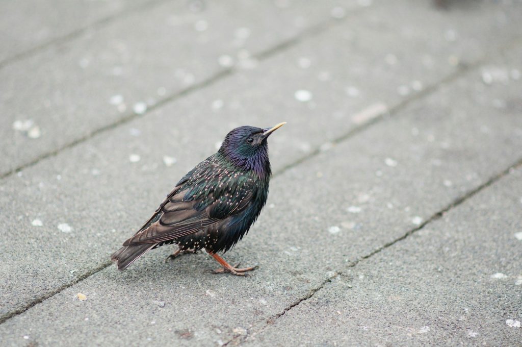 Common backyard birds that may cause problems for homeowners